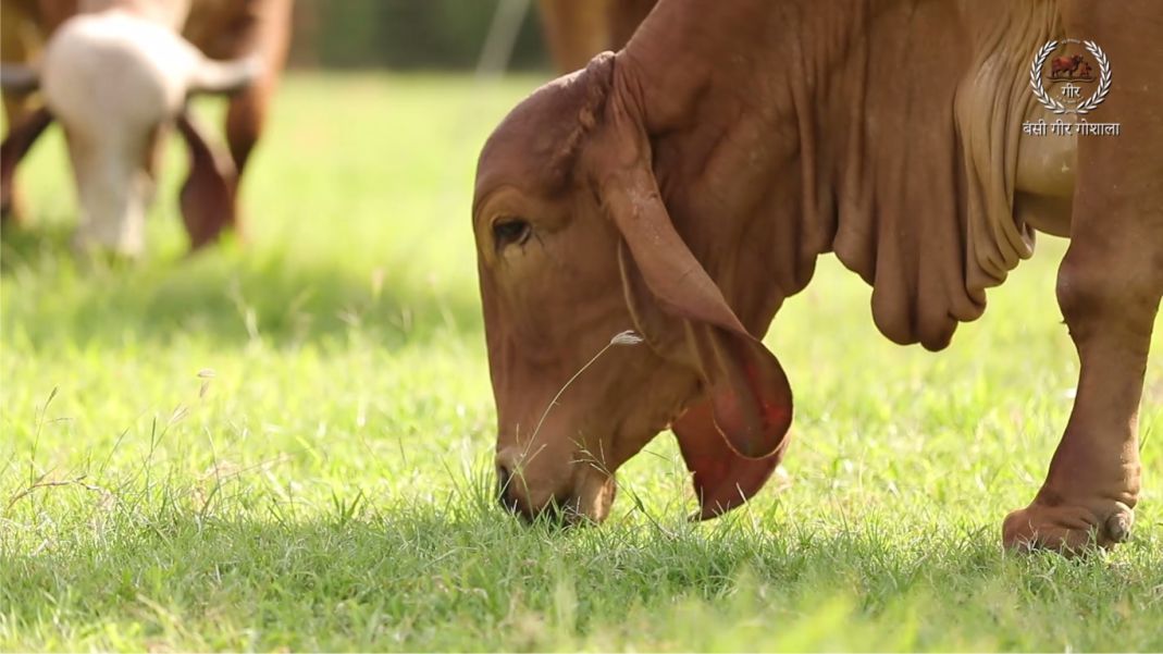 SOSE - Suryan Organic Sustainable & Ethical